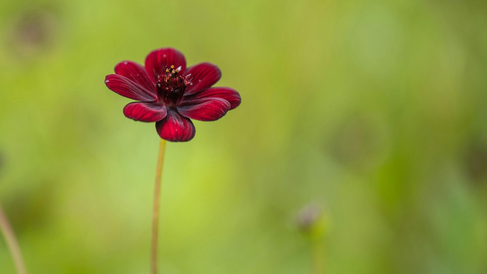 Rare Flowers In The World (2026) – 10 Stunning Types You’ve Never Seen