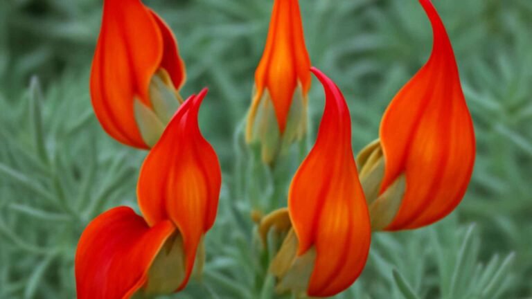 Rare Flowers In The World (2026) – 10 Stunning Types You’ve Never Seen